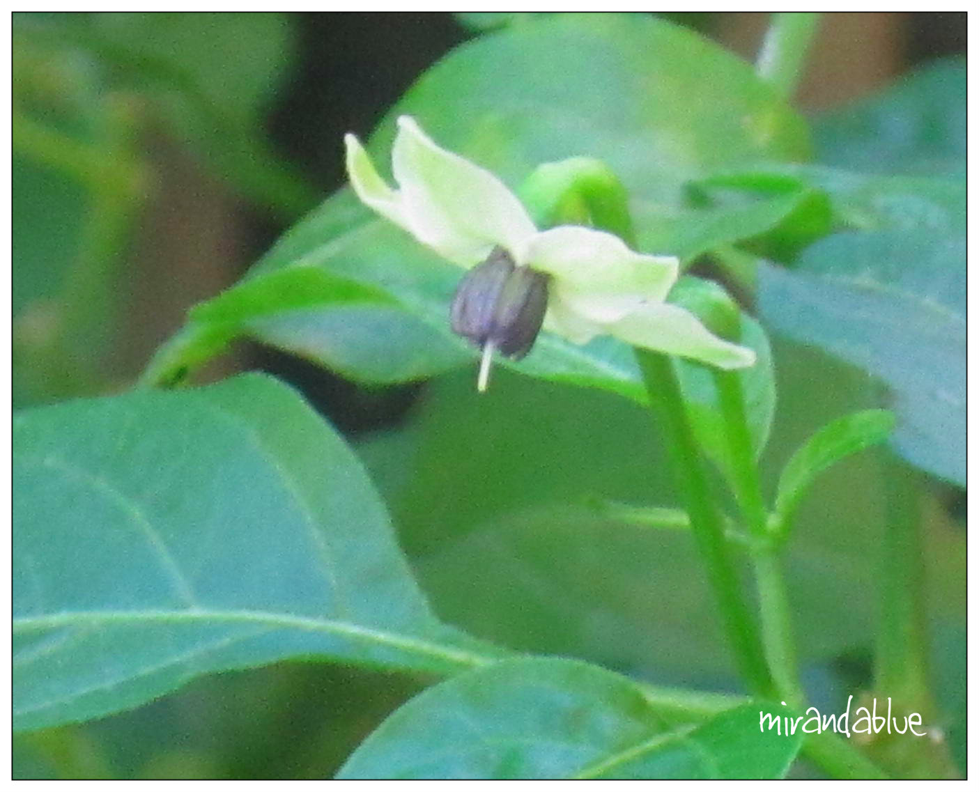 Live in the Moment: Capsicum Flower/ABC Wednesday