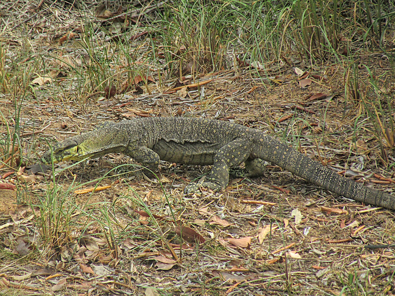 Gully Grove: Big Lizards