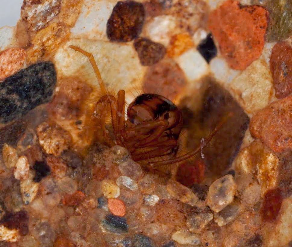 Aquatic Insects of Central Virginia: A significant find in Sugar Hollow ...