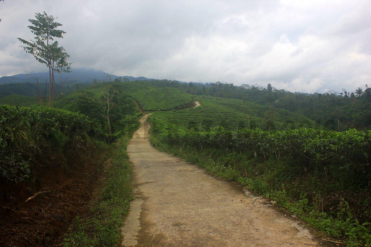 Berenang dengan pemandangan kebun Teh ada di Kolam Renang Bukit Kacapi ...