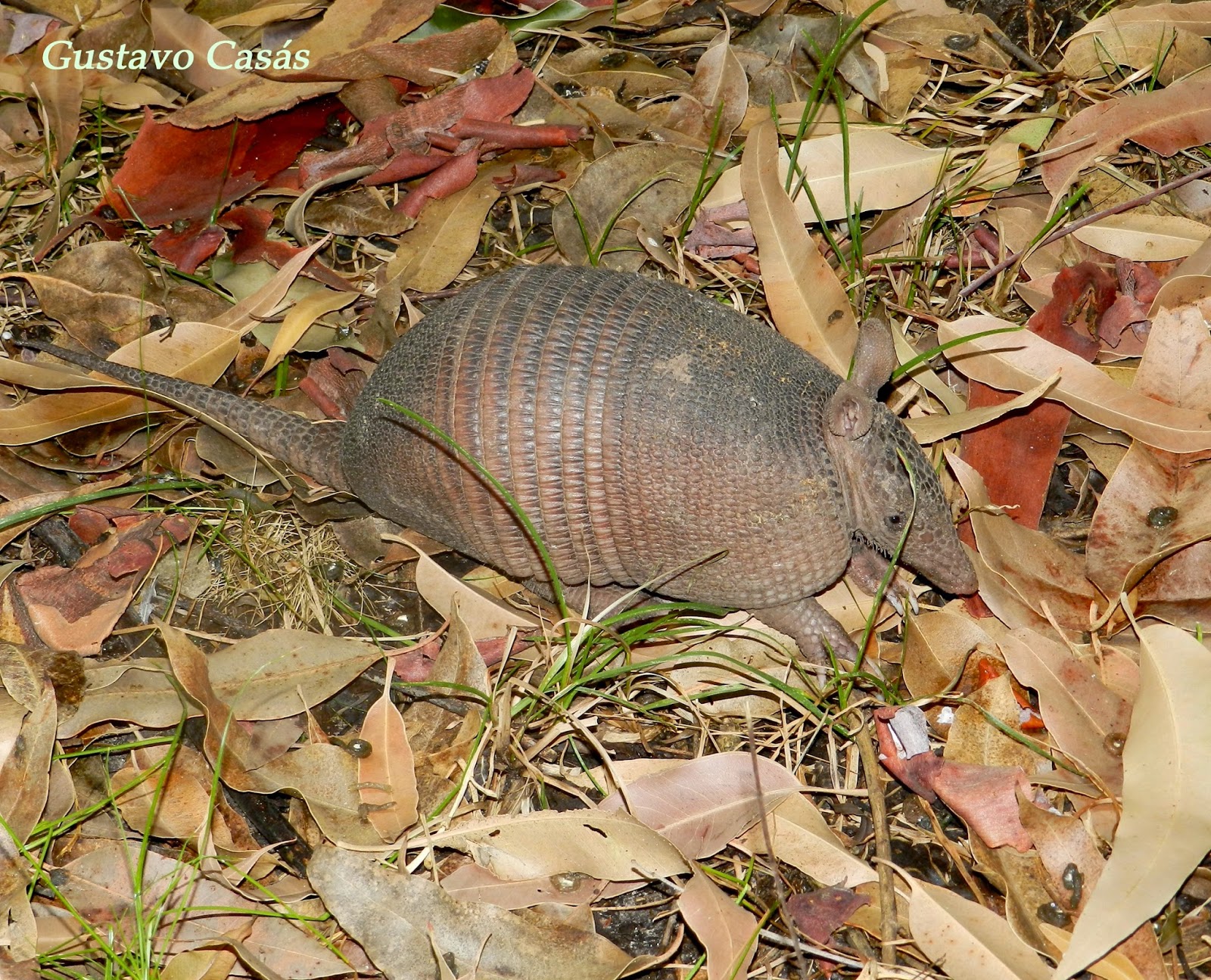 MAMIFEROS: Dasypus hybridus - Mulita.