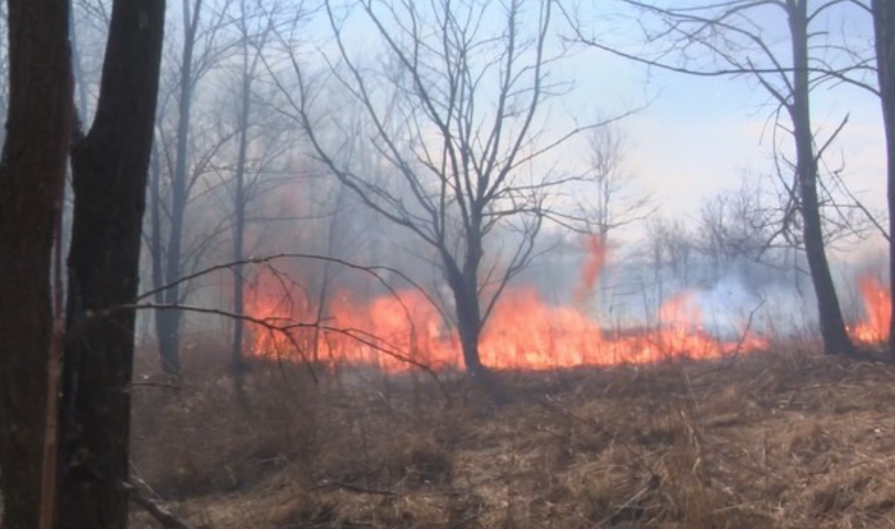 PA Environment Digest Blog: DCNR Bureau Of Forestry Offers Reward For ...