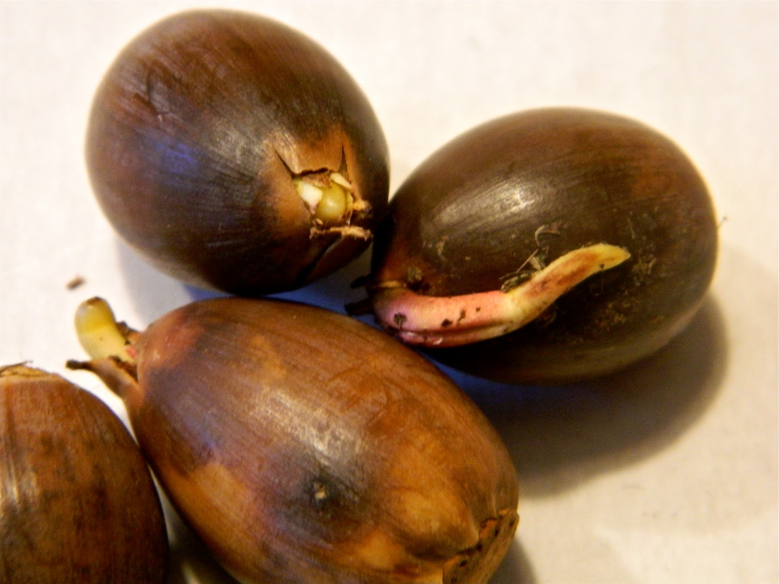 GrowingPhasesFarm: Gathering Acorns to Eat