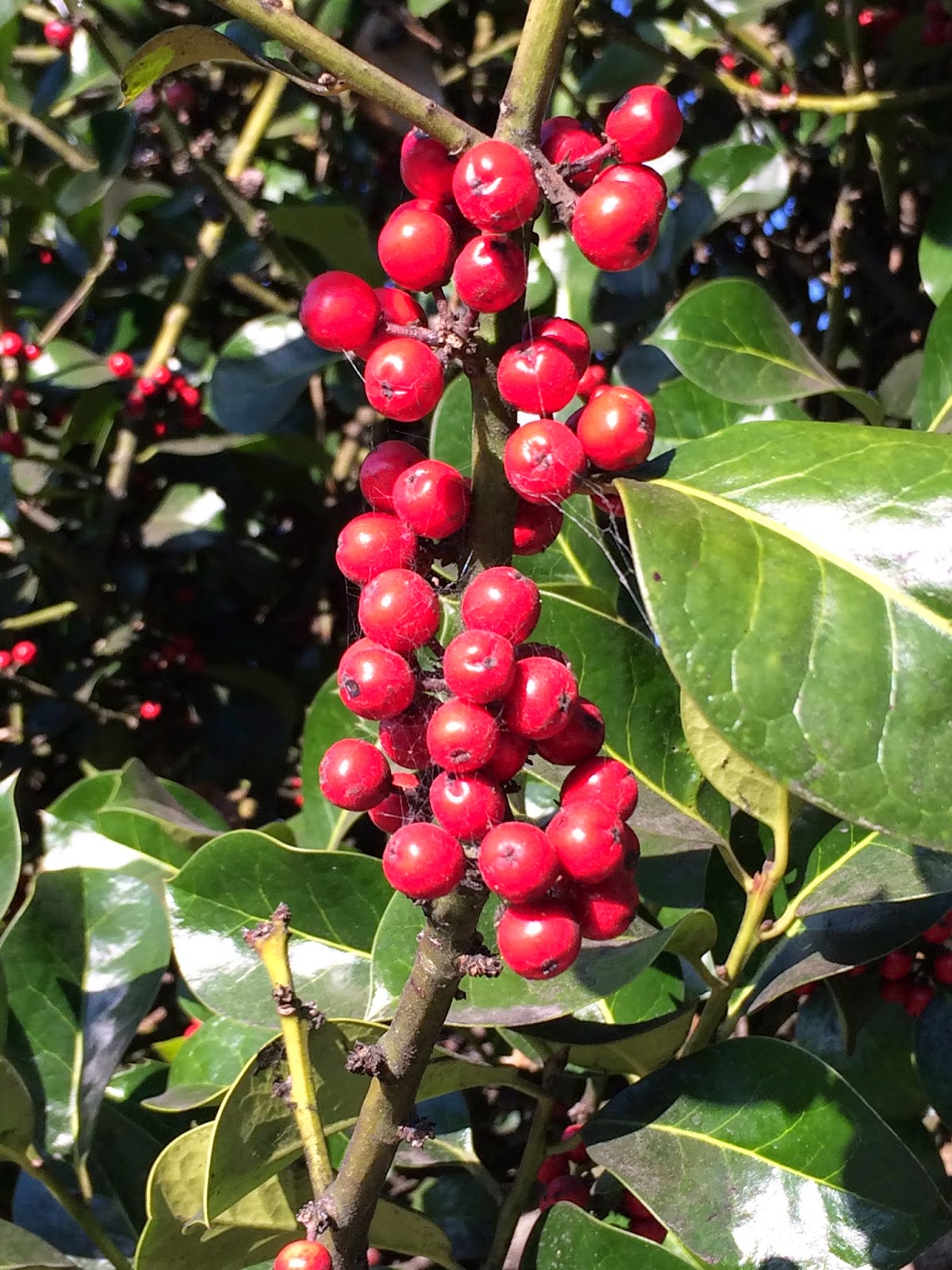 Trees of Santa Cruz County: Ilex X altaclerensis 'WIlsonii'- Wilson Holly