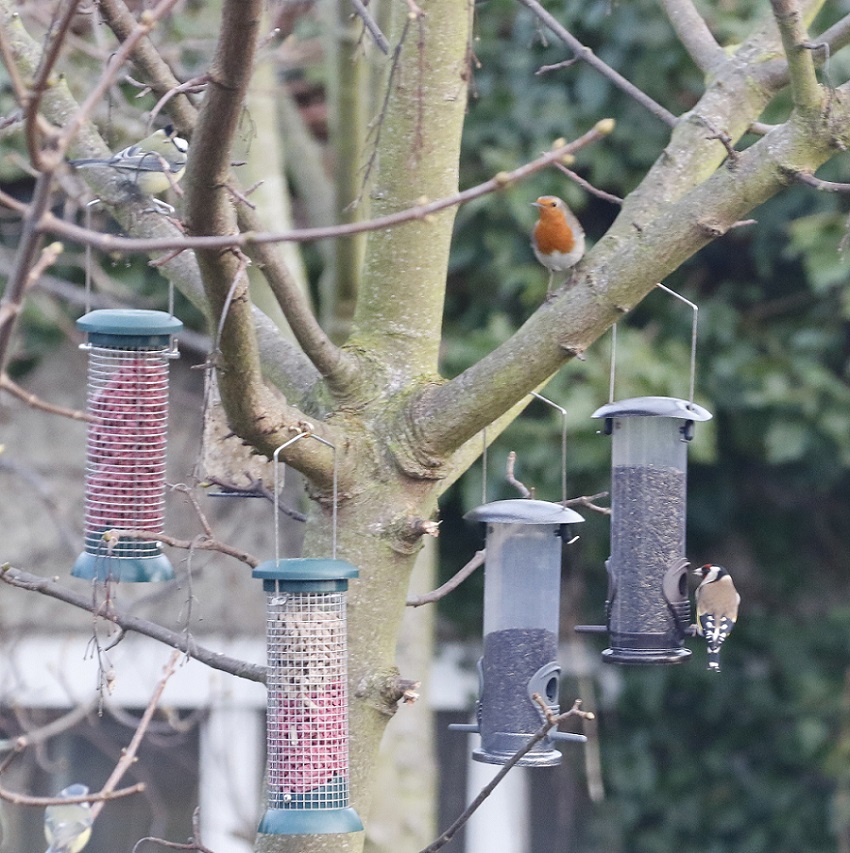 Robs Birding Blog: March 2018