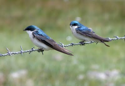 The Flycatcher: Tree Swallows at Black Butte, Oregon