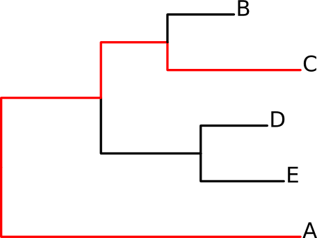 PhyloBotanist: How to root a phylogenetic tree: outgroup, midpoint and ...