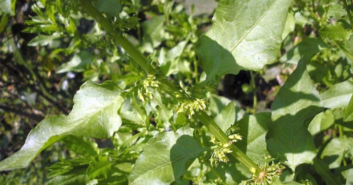 Medicinal Plants: Rumex dentatus Toothed Dock Jangli palak Changeri
