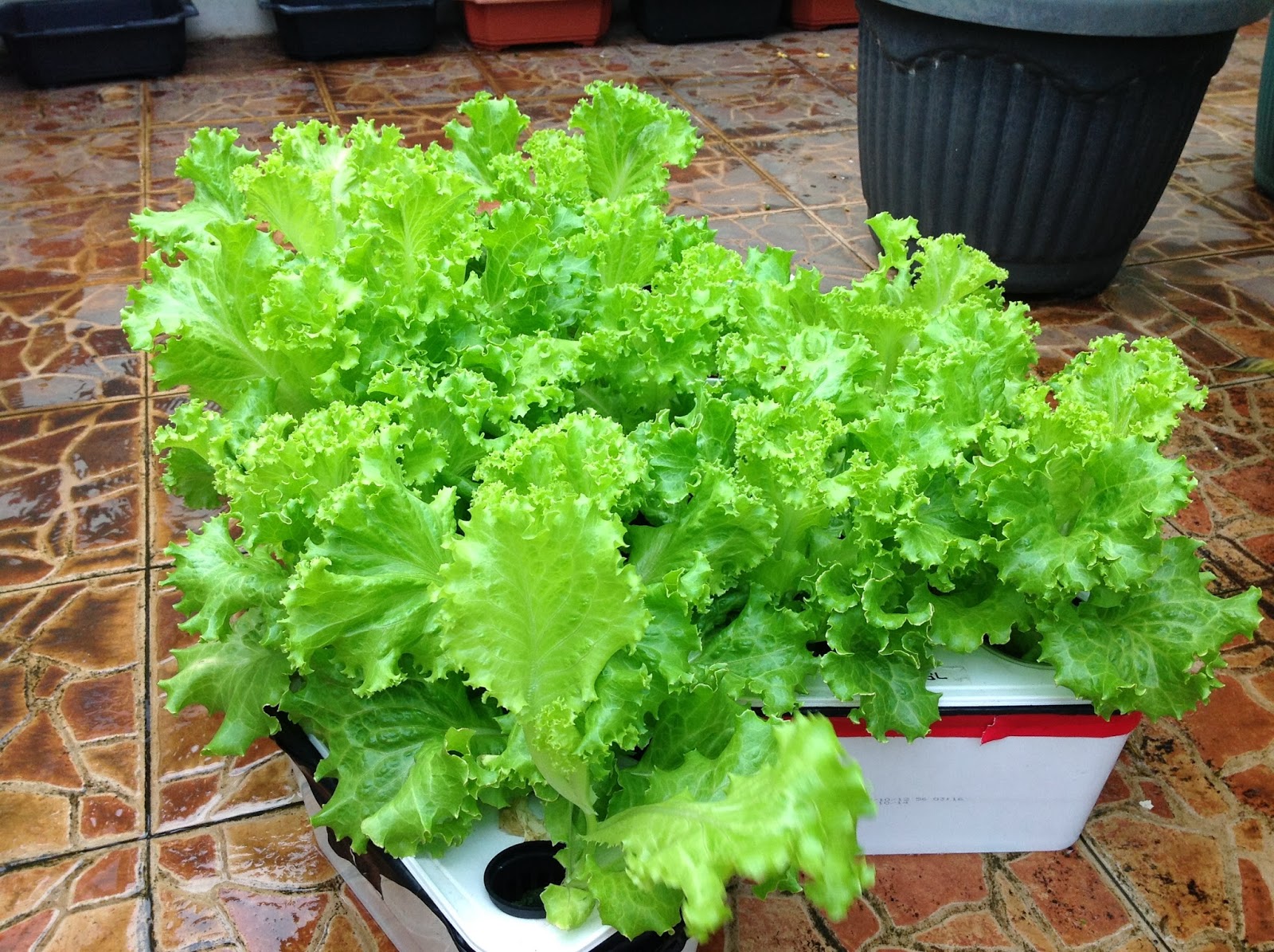 Jenis Sayuran Hidroponik yang dapat di Budidayakan - seputar wanita