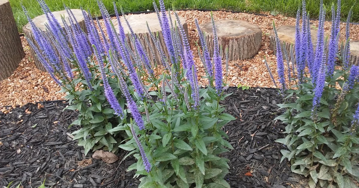 Living Better One Day At A Time: Nature Scenes for June 3, 2018--- FLOWERS