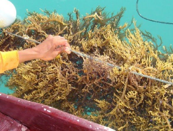 RUMPAI LAUT ASLI/DRIED SEAWEED