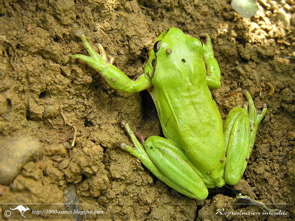 WILDLIFE GATEWAY: La Rainette méridionale