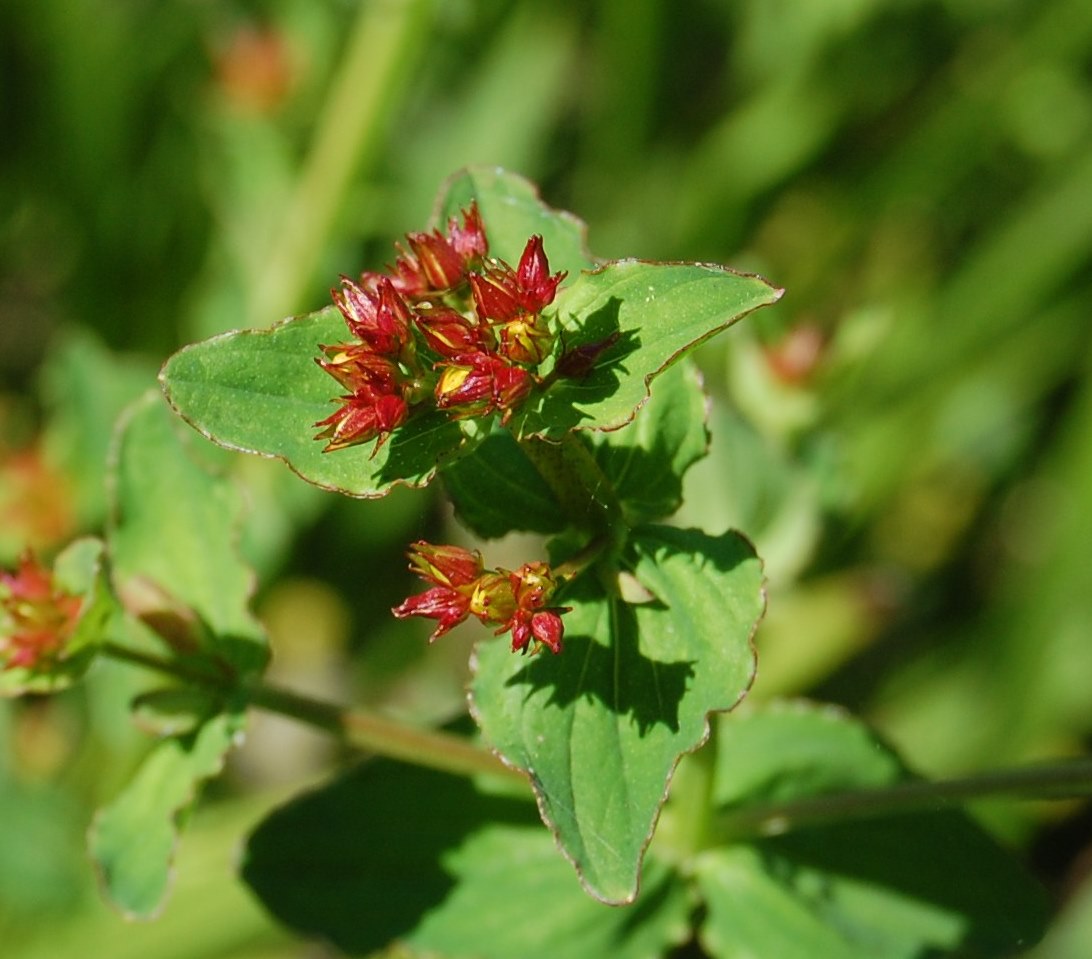 Plantas: Beleza e Diversidade: Hipericão-bravo (Hypericum undulatum)
