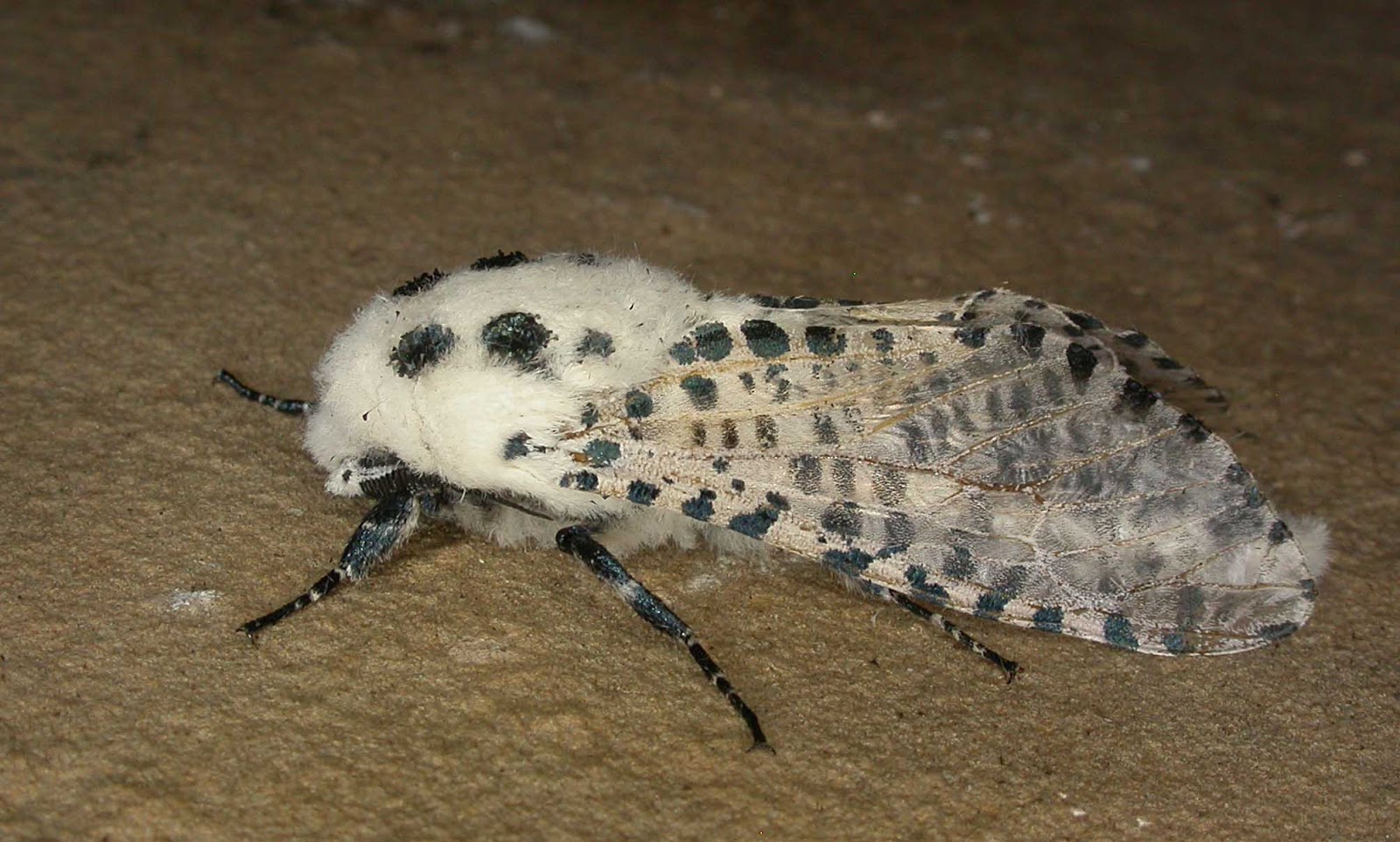 Darley Dale Wildlife: Leopard Moth