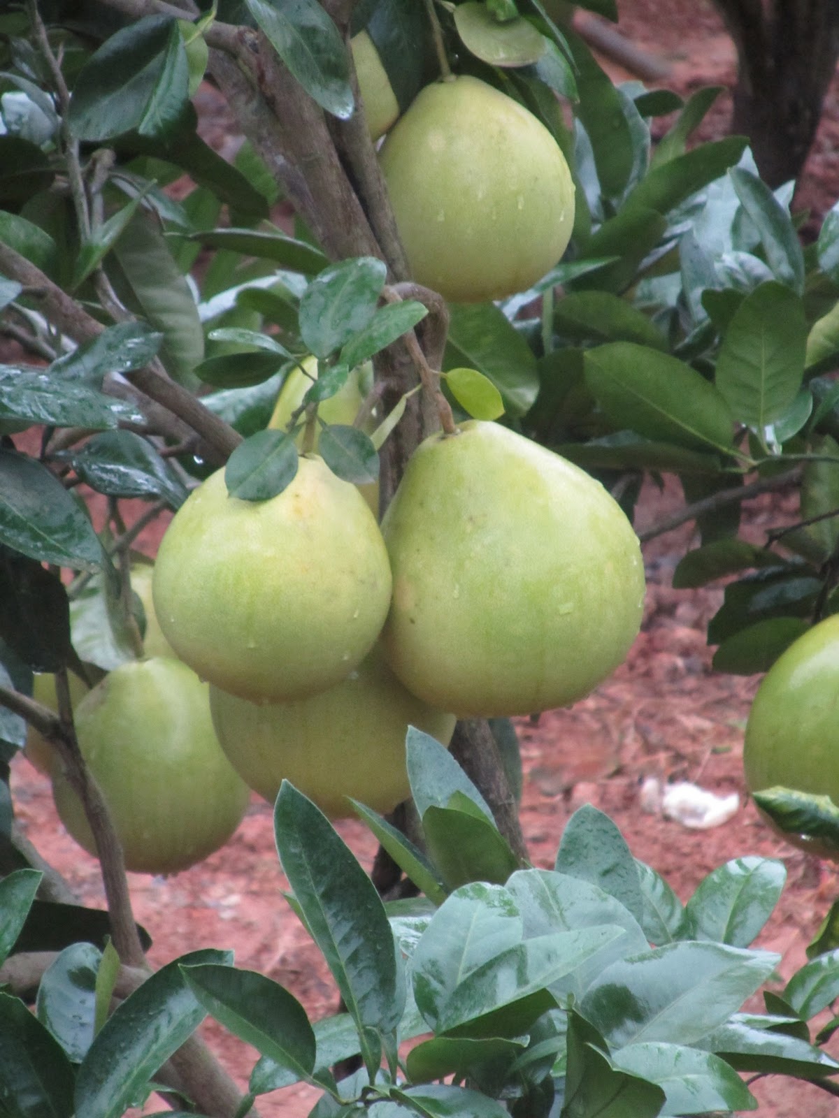 1000+ images about Some Malaysian Fruits on Pinterest | Tropical fruits ...