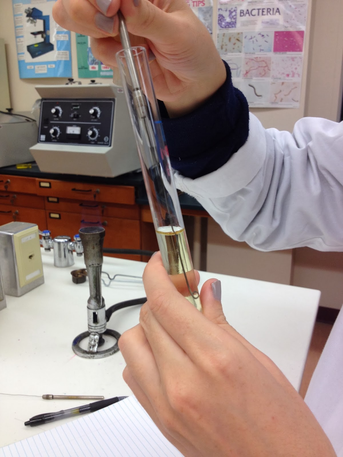 Rose & Lindsey's Medical Microbiology Blog: Indole (Tryptophan ...