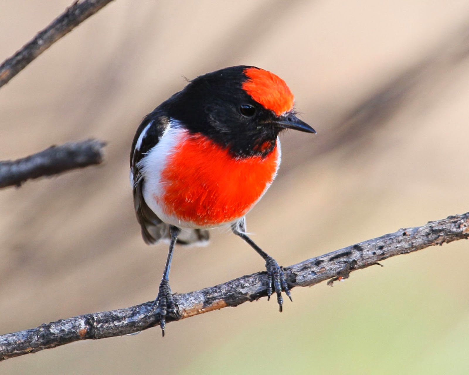 Richard Waring's Birds of Australia: Hooded and Red-capped Robin photos