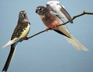 The Splendid Bourke Bird Blog: Avian Genetics, Bourke Parakeets by Su Yin