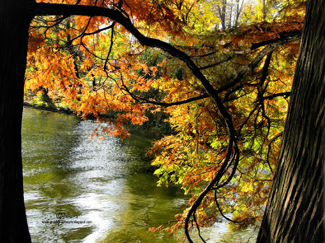 Photographis: Autumn Artwork