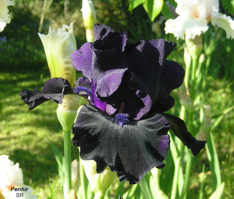 World of Irises: French Irises and Their Hybridizers
