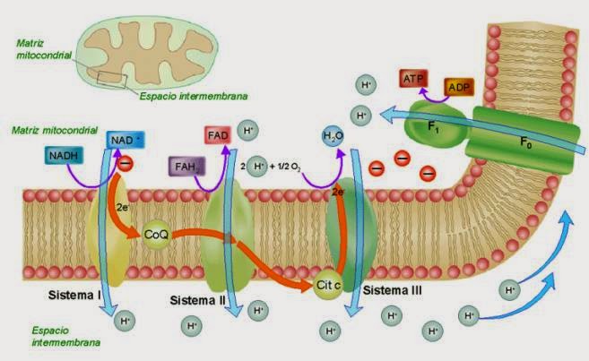 aulabiogeotoni: 2º BIOLOGÍA BACHILLERATO. METABOLISMO