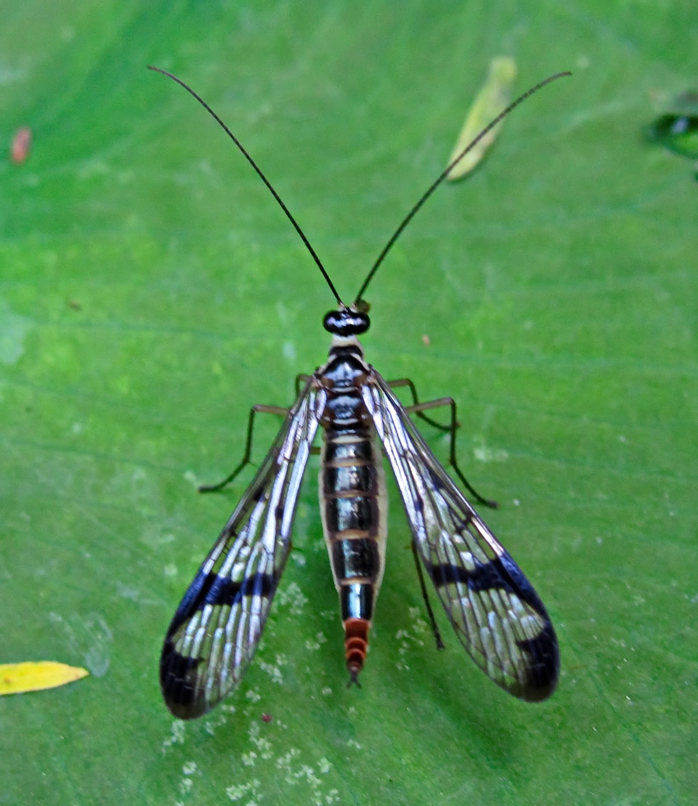 Indonesian Bugs & Others: Scorpion Fly (Panorpa Communis) from Dago Pakar