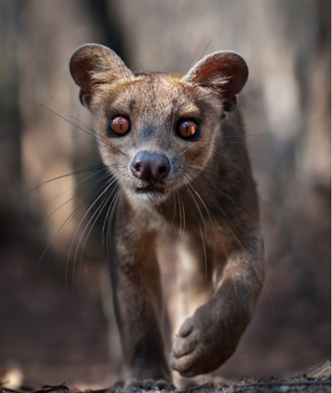 White Wolf : 10 Extraordinary Animals You Wouldn’t Believe Exist