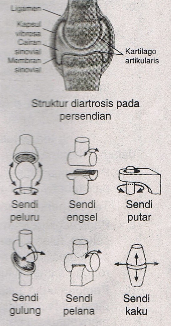 STRUKTUR DAN FUNGSI SENDI DAN OTOT