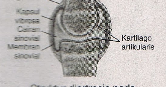 STRUKTUR DAN FUNGSI SENDI DAN OTOT