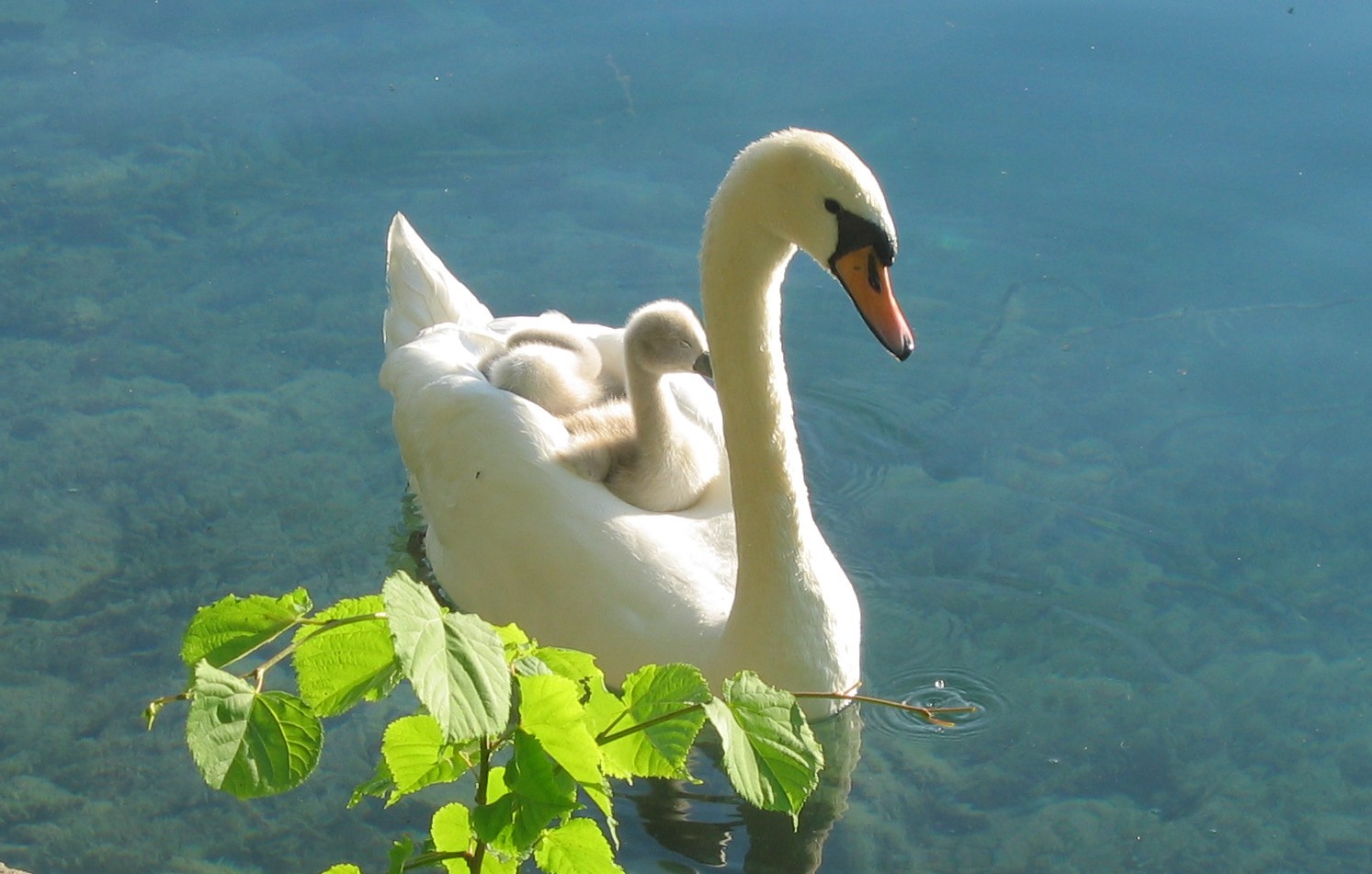 IMÁGENES Y FOTOS DE ANIMALES: Cisne