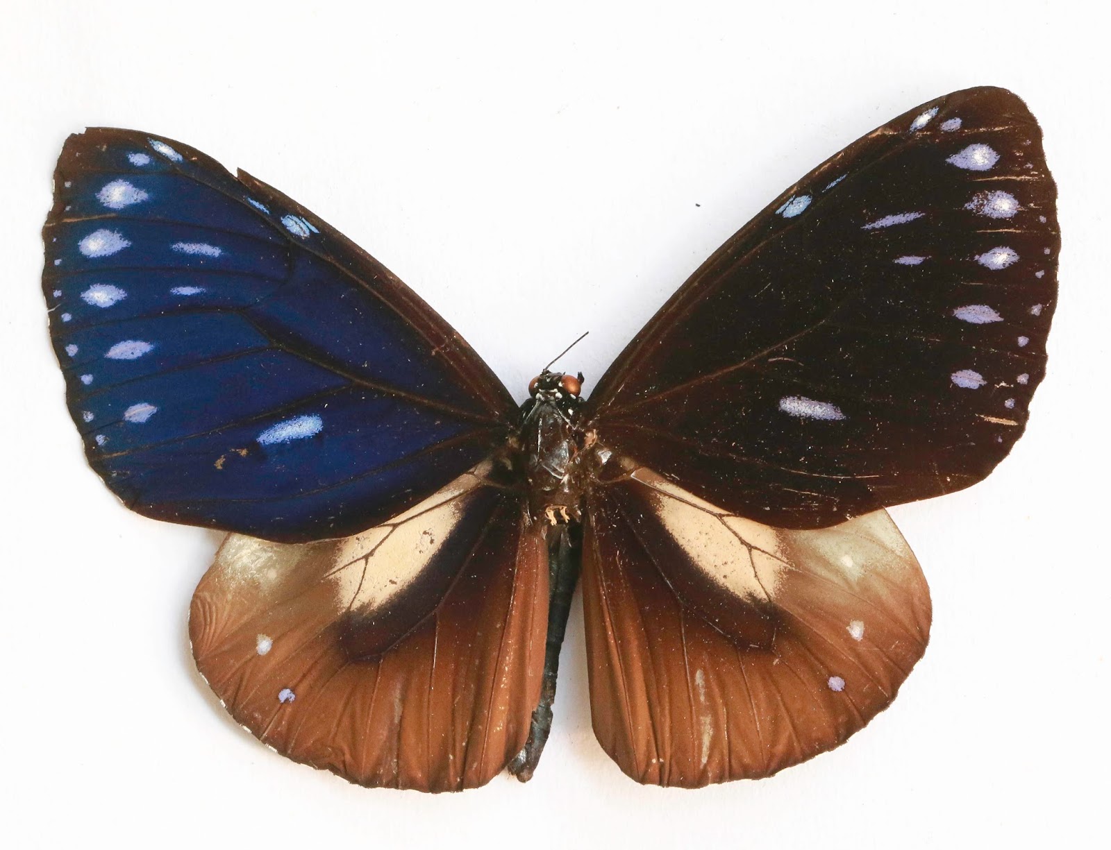 Butterflies of Vietnam: 262. Euploea eunice coelestis (The Blue-branded ...