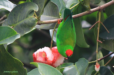 Pesona Alam dan Satwa Liar: Serindit Sulawesi / Celebes hanging-parrot