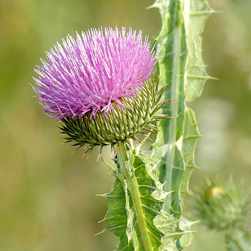 Kenger nedir? Kengel ne demektir? Anlamı - Laf Sözlük