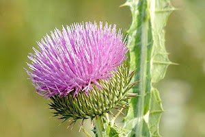 Kenger nedir? Kengel ne demektir? Anlamı - Laf Sözlük