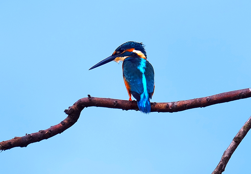 Le Thua: Chim chài chài