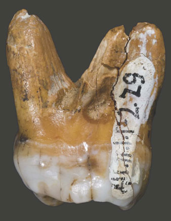Monogenesis: Origin Of Man: Key Discoveries