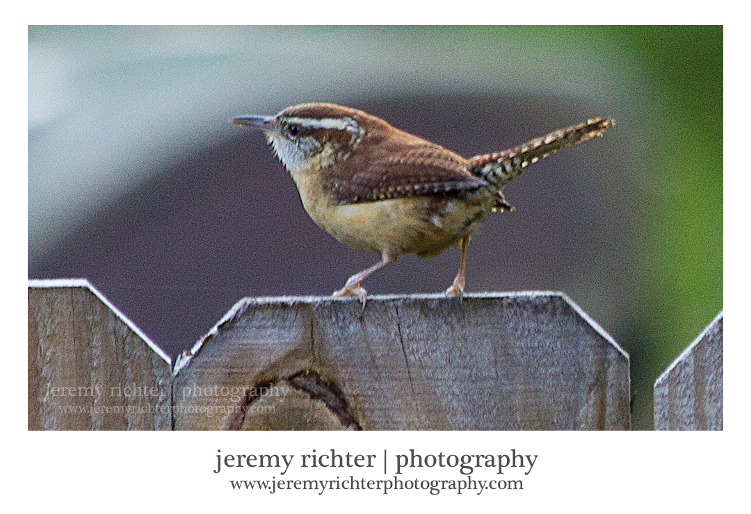 jeremy richter | photography :: blog: The Carolina Wren, an ...