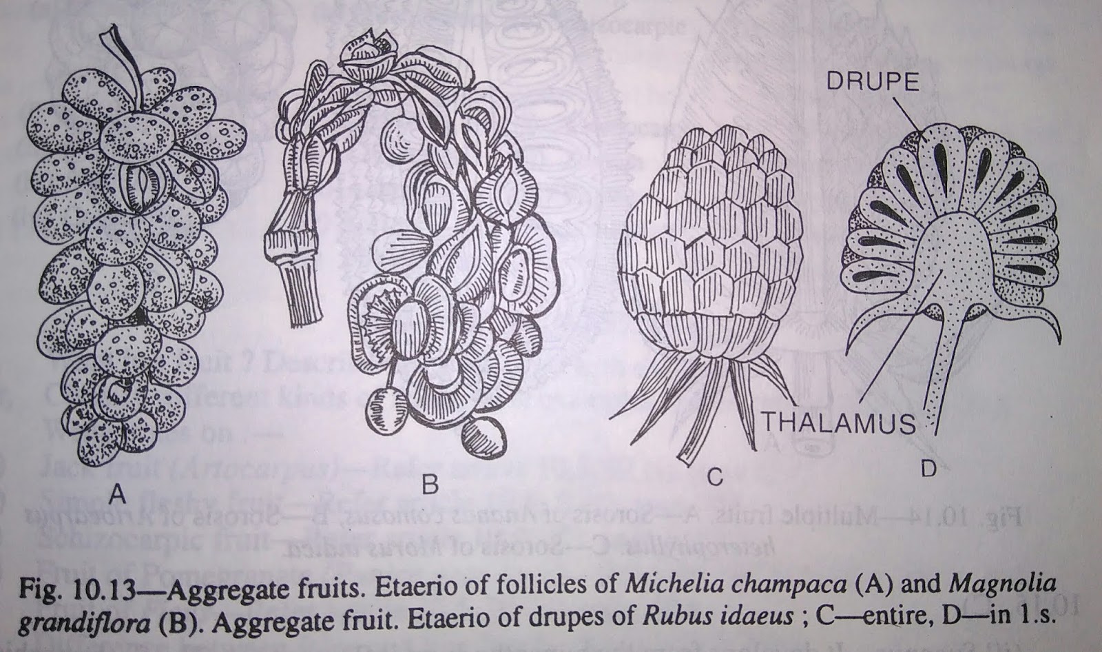 Aggregate fruits-digieduco