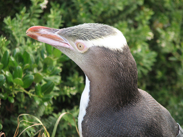 PINGÜINOS: CLASIFICACIÓN