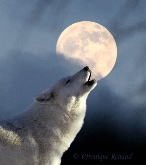 White Wolf : Happy Full Wolf Moon 2014 (Videos)
