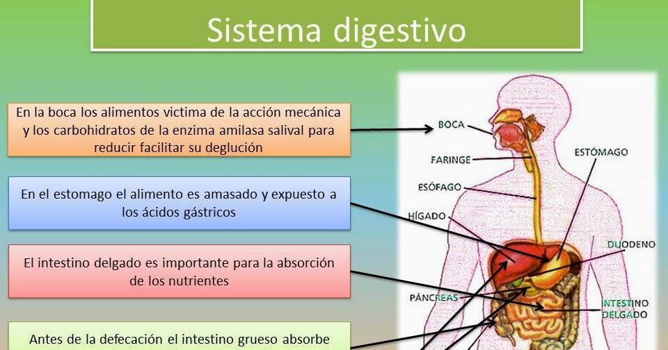 Fisiología Medica : Aparato digestivo .El aparato o sistema digestivo ...