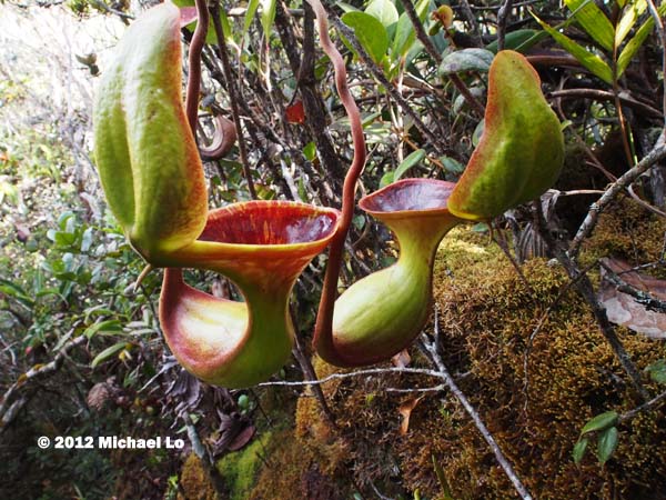 The rainforests of Borneo & Southeast Asia: plants from mountains of ...