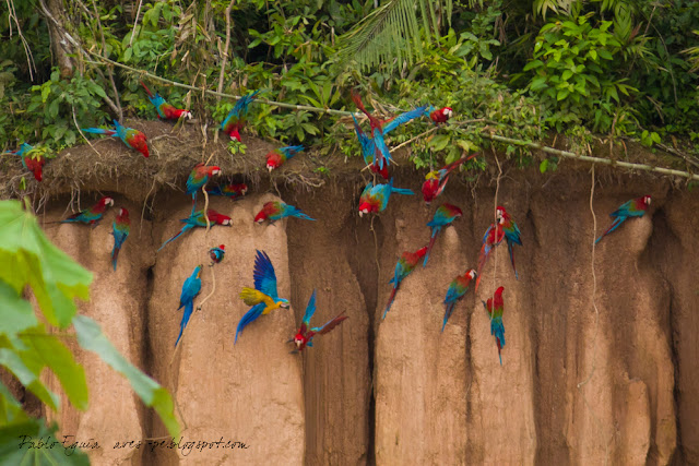 mis fotos de aves: Collpas en el río tambopata