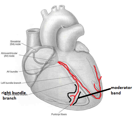 easyhumanatomy: Easy handout of right ventricle of the heart