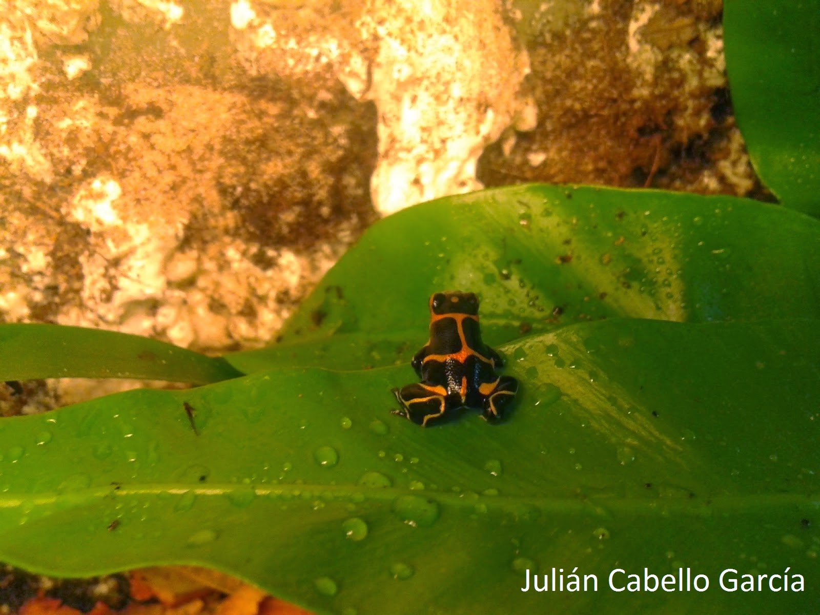 Dendroland: Diario de una "Intermedius" (Ranitomeya Imitator ...