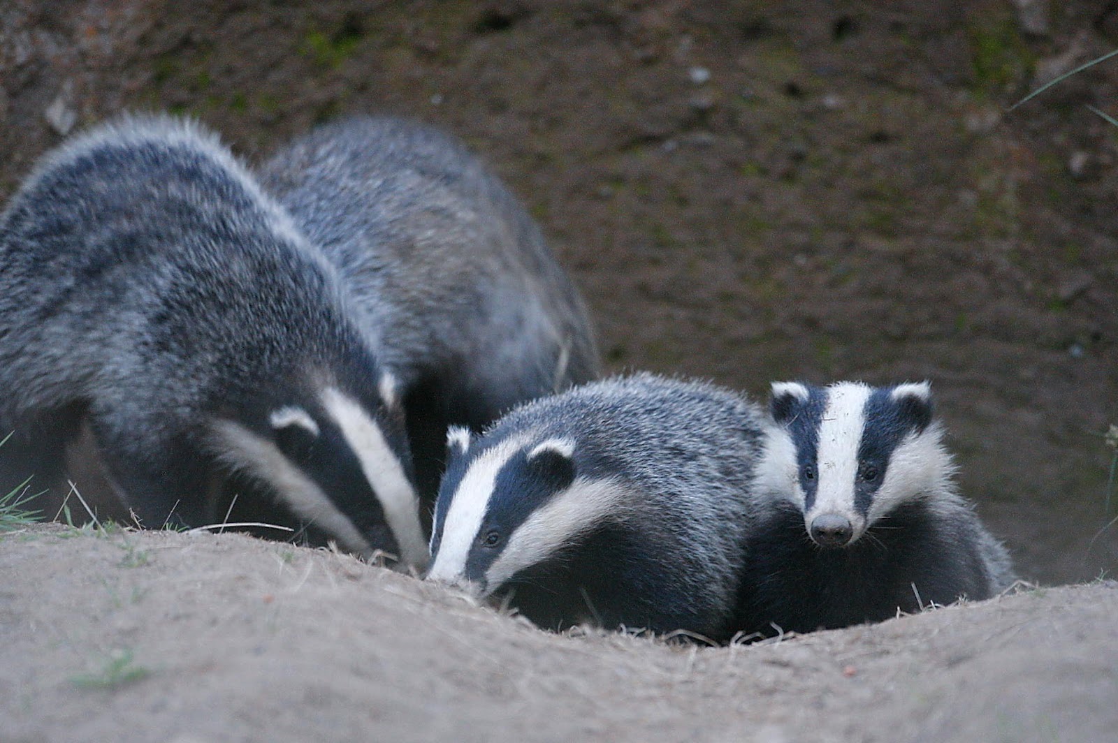 A Walk On The Wildside/Paul Foster.: Badgers at dusk!!