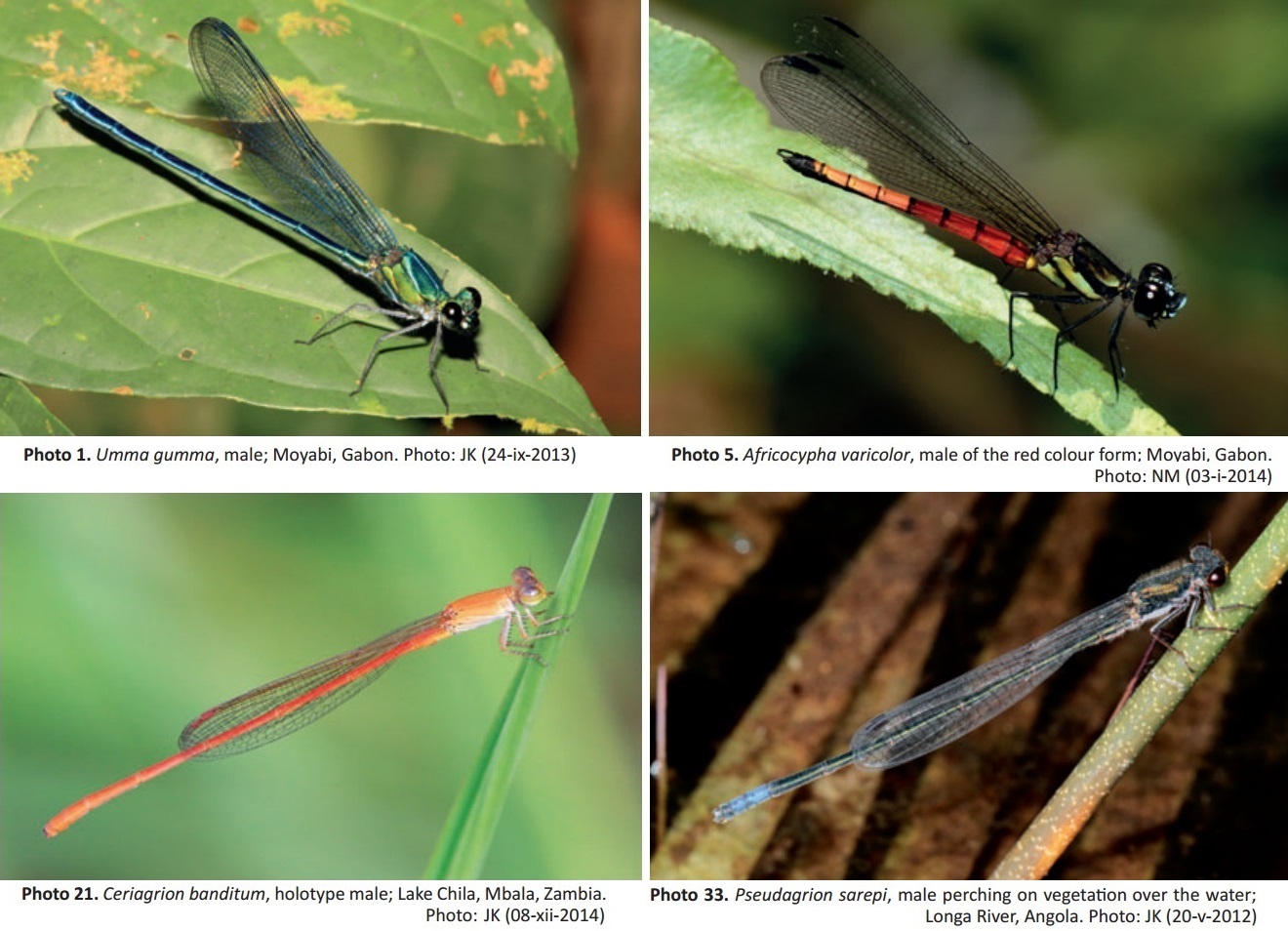 Species New to Science: [Entomology • 2015] Sixty New Dragonfly and ...