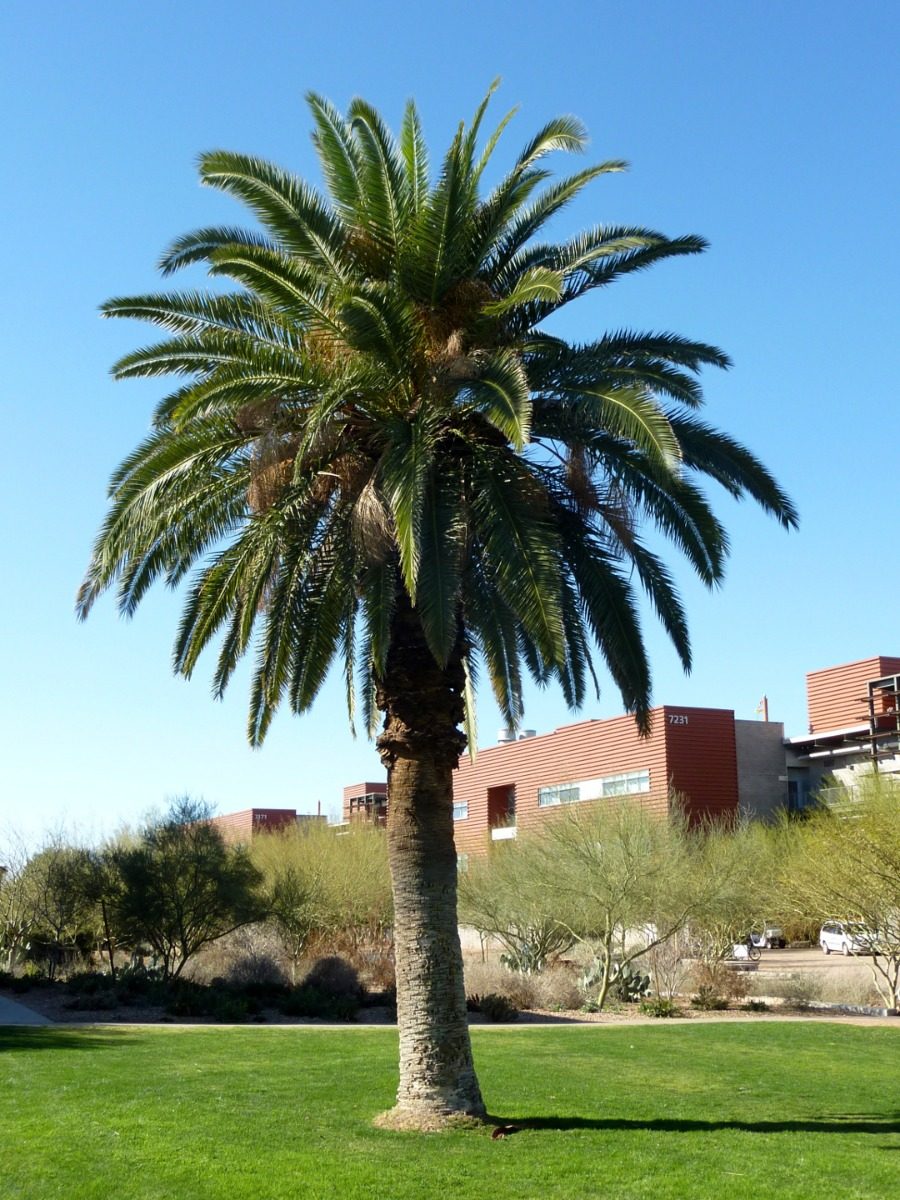 Phoenix canariensis - Id Plantae