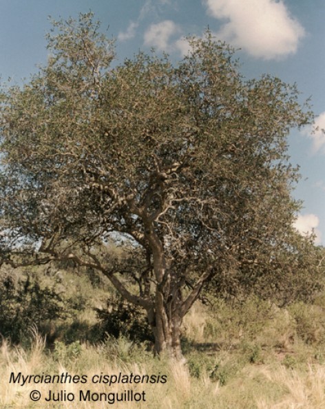 Argentina nativa: Mato (Myrcianthes cisplatensis)