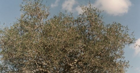 Argentina nativa: Mato (Myrcianthes cisplatensis)